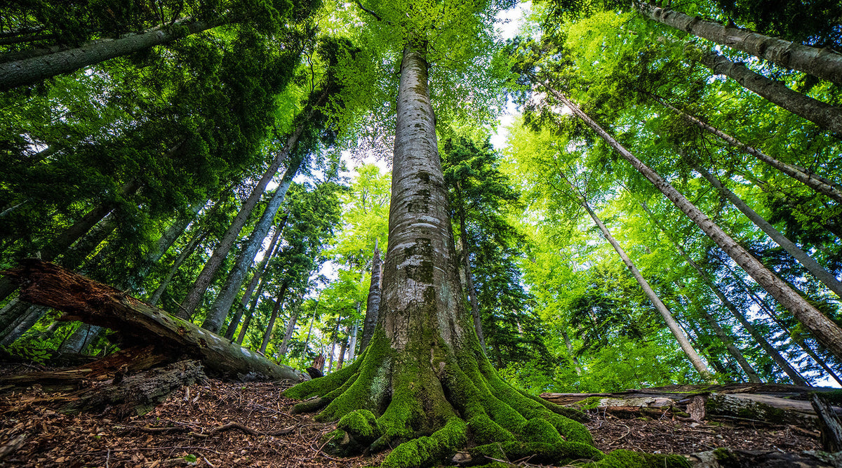 Ältester Baum der Welt: Old Tjikko ist über 9.500 Jahre alt