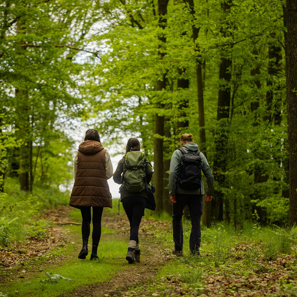 Pionierbaumarten 🌳 Birke, Espe & andere Pionierbäume
