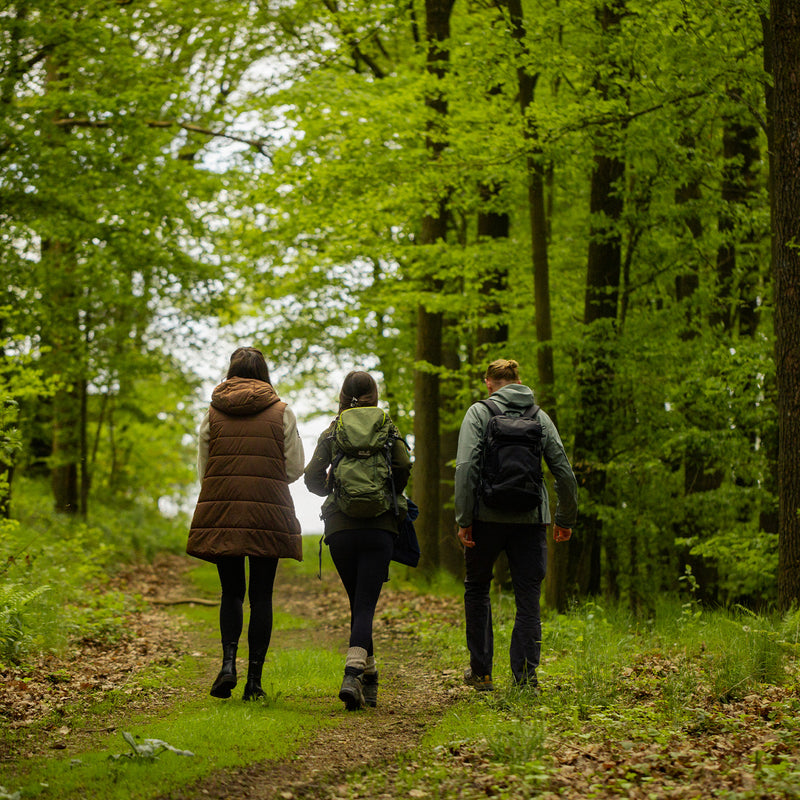 Pionierbaumarten 🌳 Birke, Espe & andere Pionierbäume